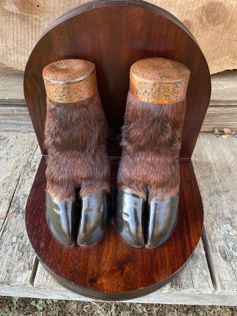 Two Rare Taxidermy African CAPE BUFFALO Feet - Etsy