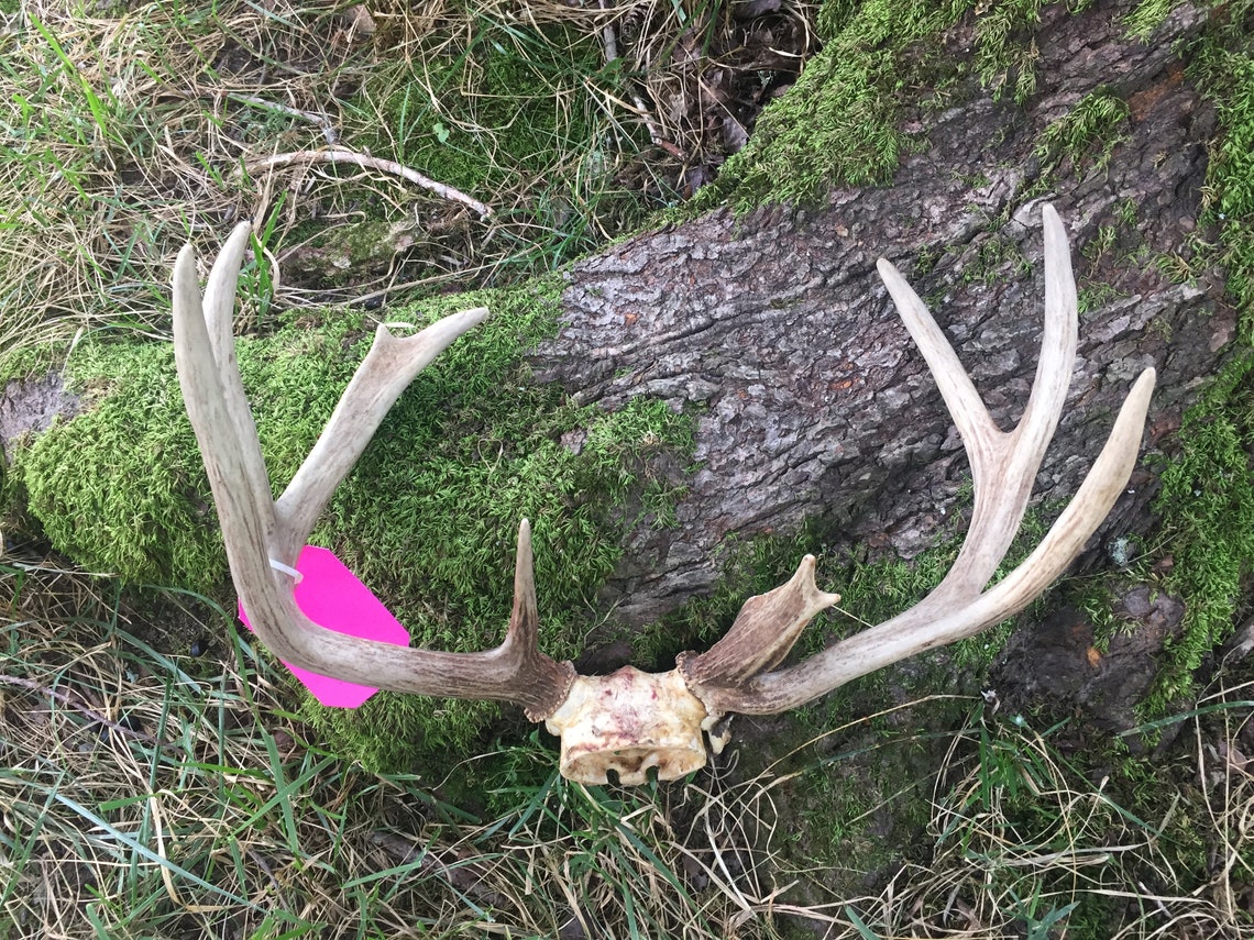 Nice 8 Point Set of Whitetail DEER ANTLERS Log Cabin Hunting | Etsy