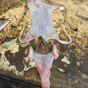 Rare,taxidermy Whitetail DEER Fawn, Skin, for Lifesize Mount no antlers ...