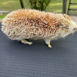 CUTE Oddity Taxidermy Very Nice "new" Long-eared Hedgehog Mount Log ...
