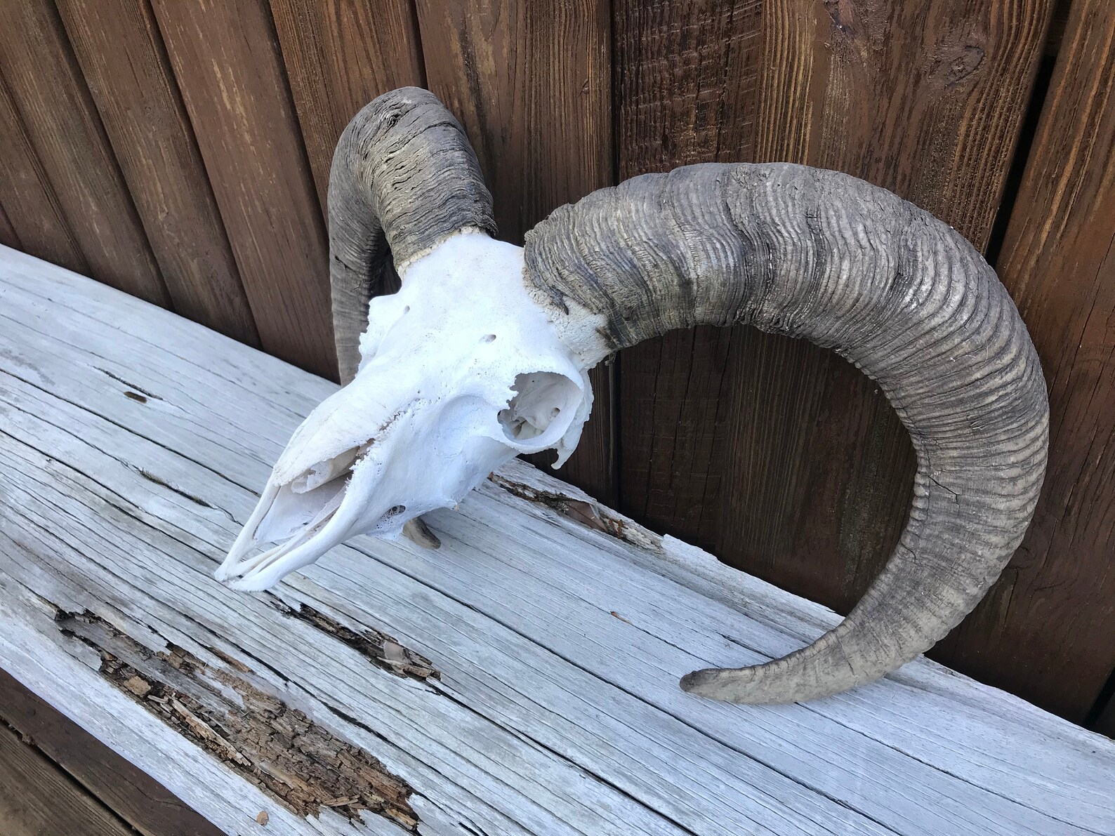 Taxidermy RARE RED SHEEP Skull Nice Big Horns = Hybrid Armenian Mouflon ...