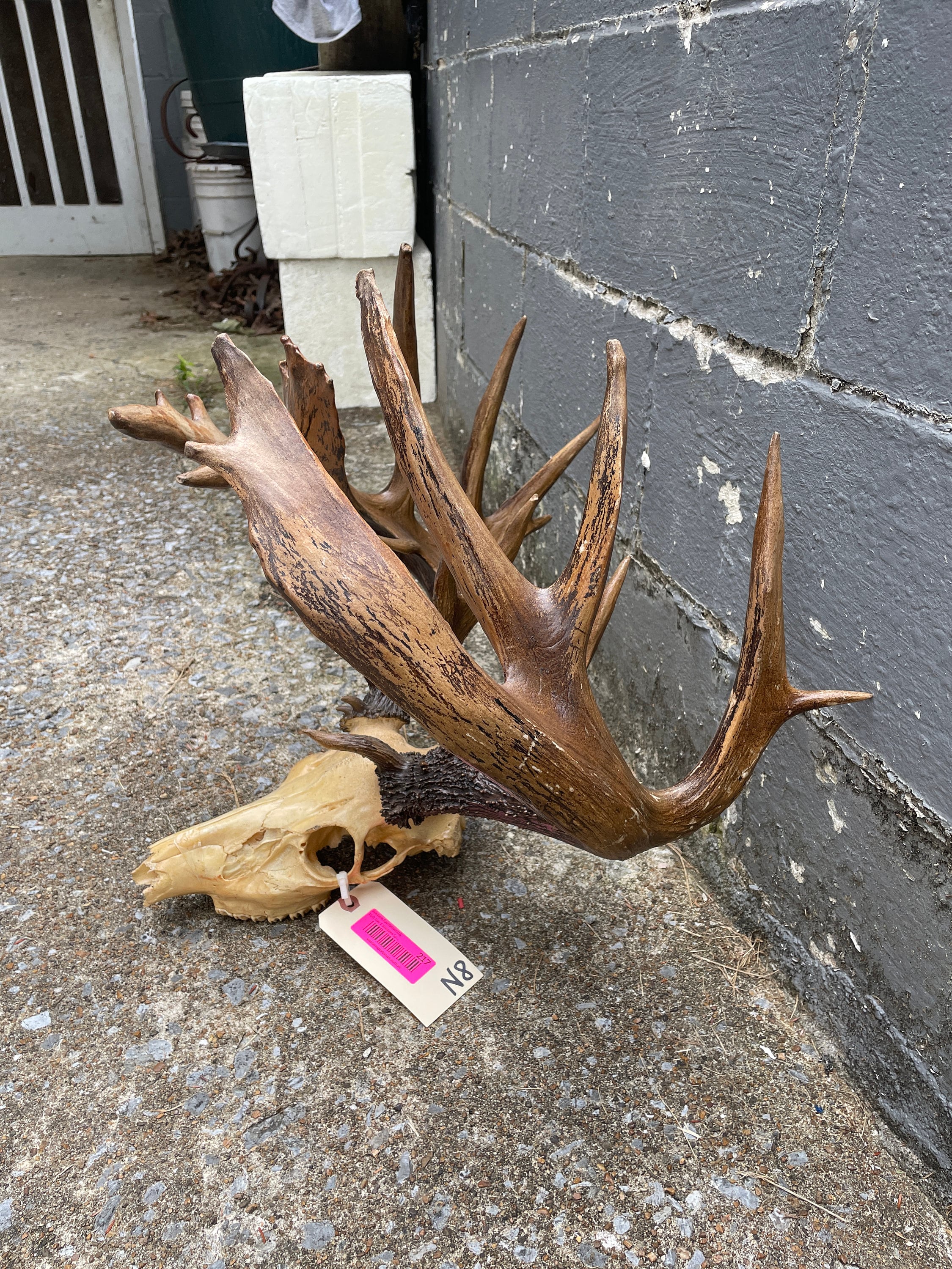 Monster 25 Point - Nontypical Whitetail Deer Antlers-skull Big Heavy ...