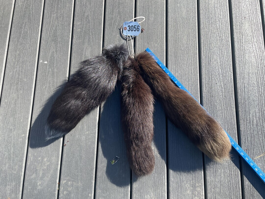 Three ( 3 ) Beautiful, Large Hybrid, Ranch Real RED FOX Tails, With Key ...