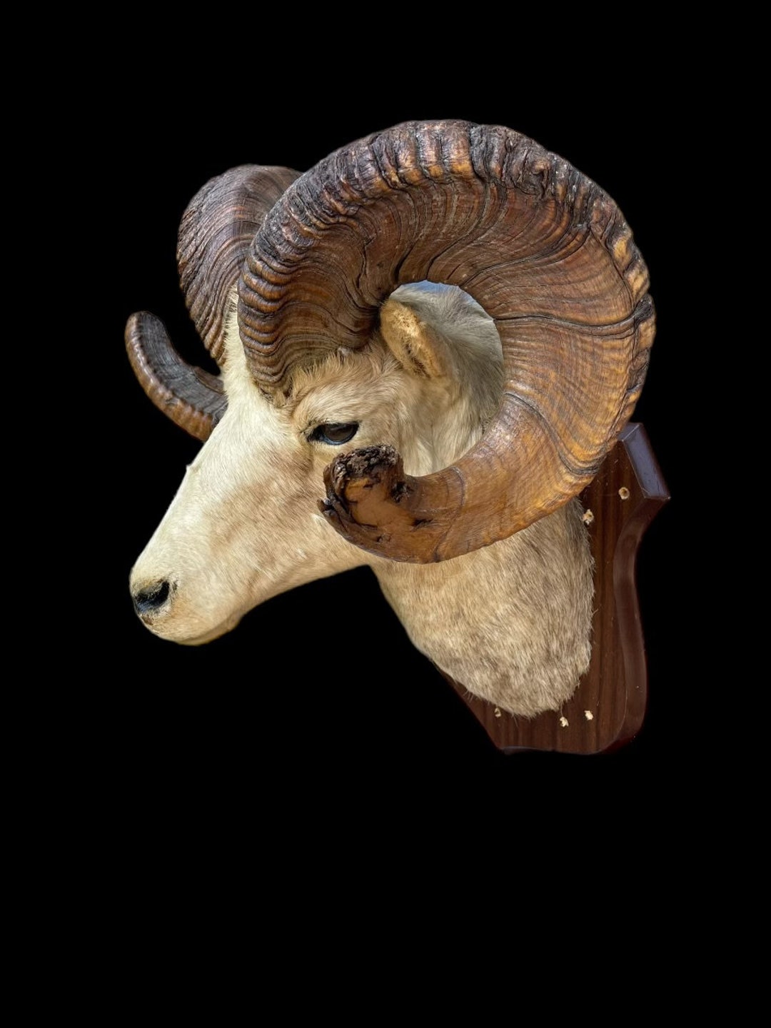 Taxidermy Big, Vintage, FANNINSTONE SHEEP Mount/ Big Horns/log Cabin ...