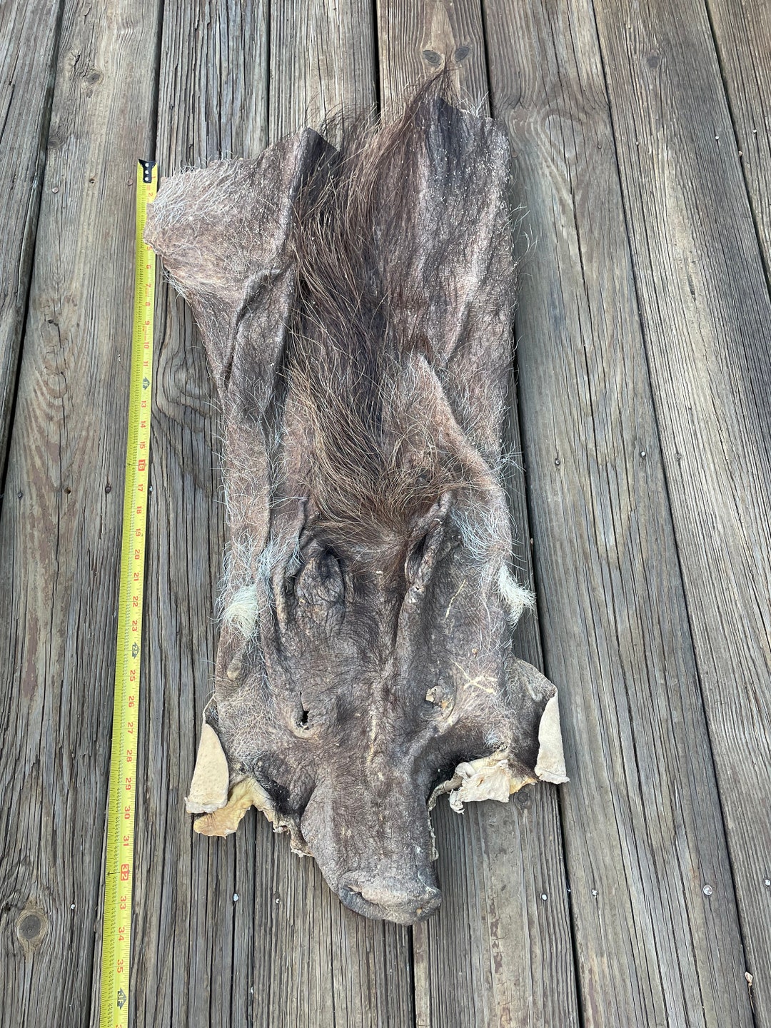 Taxidermy Tanned African WART Hog/warthog Cape for a Shoulder - Etsy