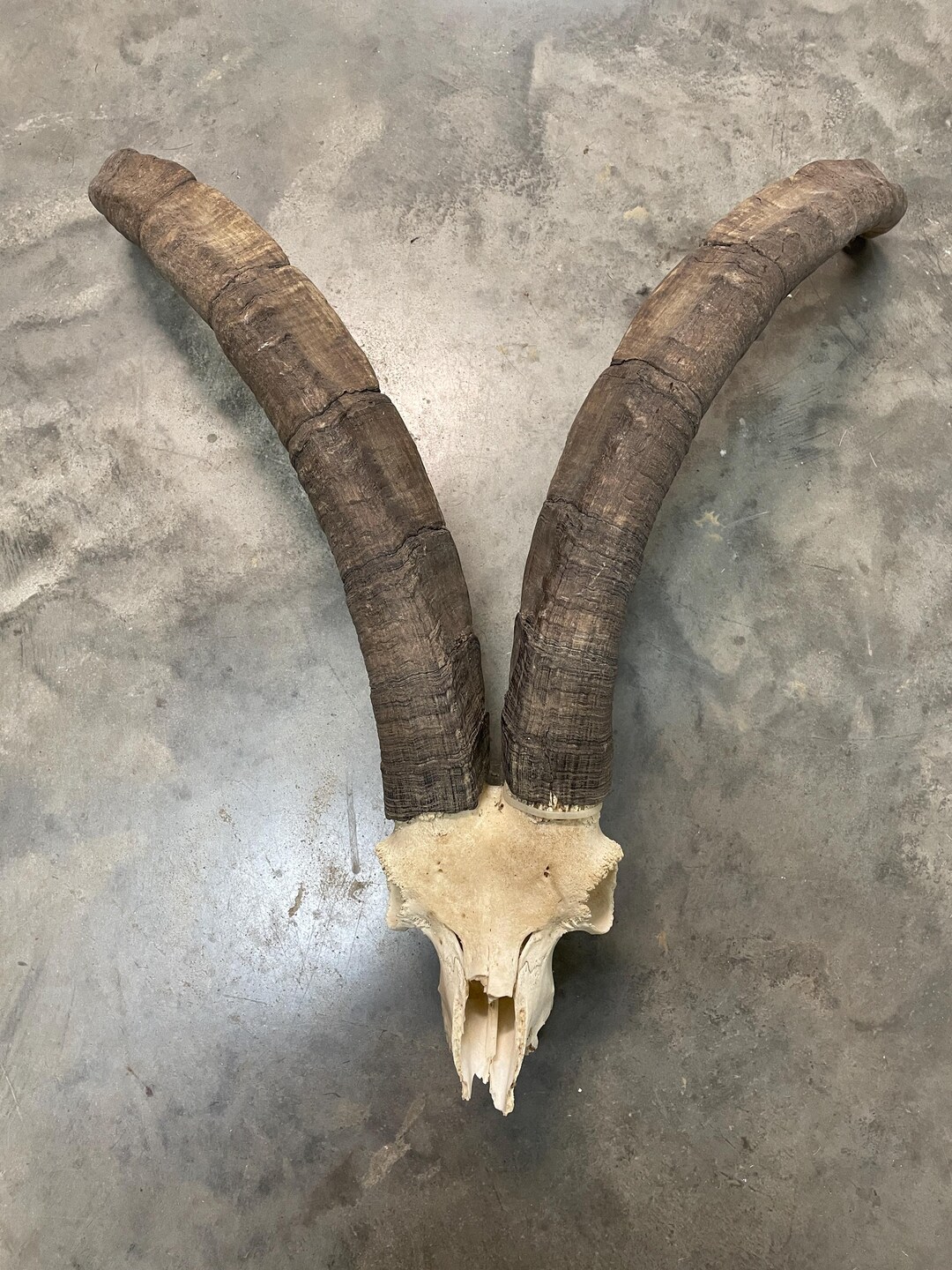 RARE* Gredos Ibex (almost) Full Skull European Taxidermy Log Cabin ...