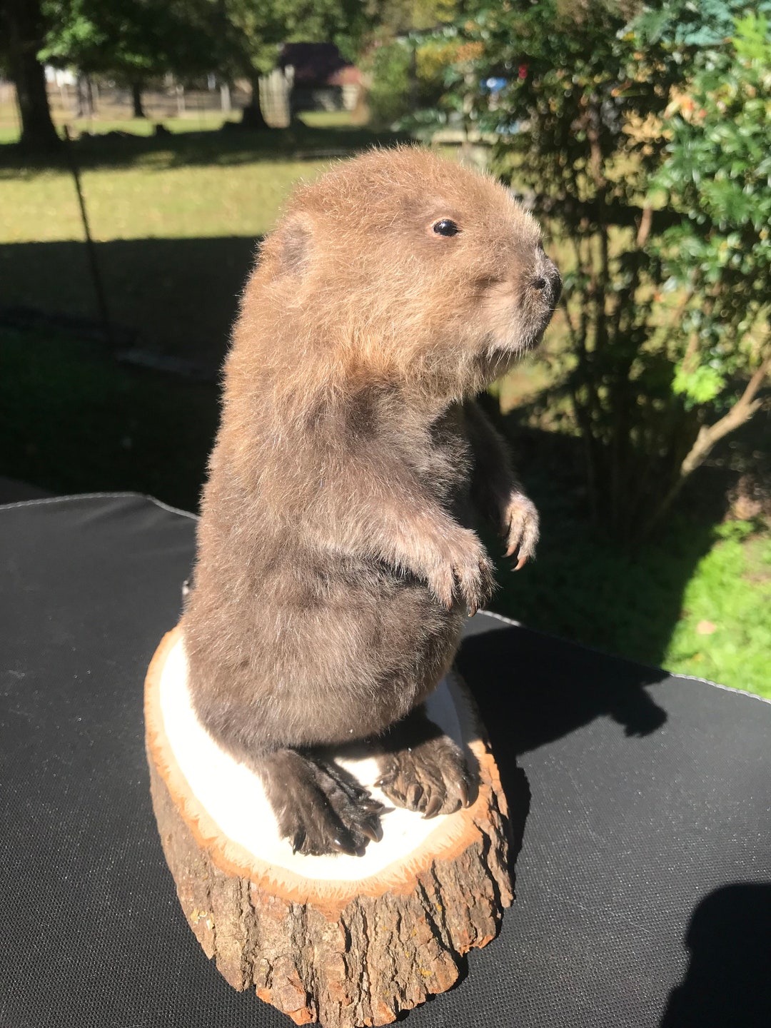 1 - Beautiful New Lifesize-standing Baby Beaver Mount on a Wood Base ...