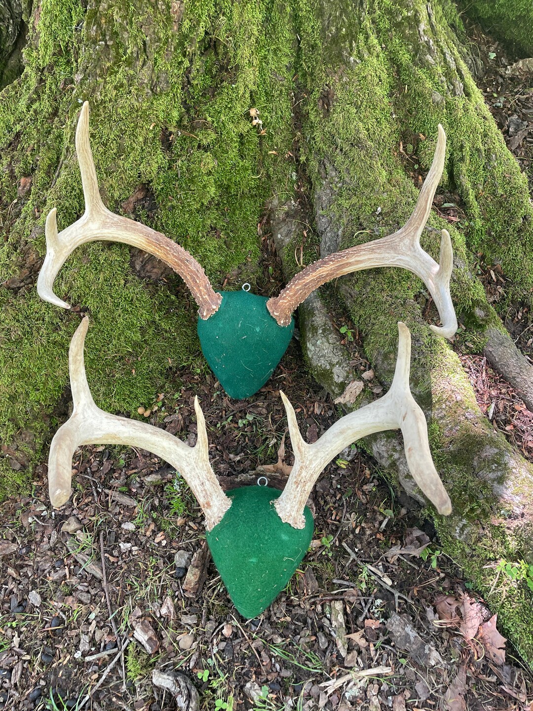 2 Big Sets of Nice 6 Point Whitetail DEER ANTLERS, Log Cabin, Hunting ...