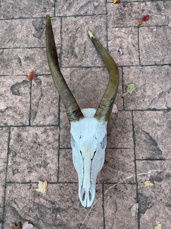 Bongo Antelope Horns