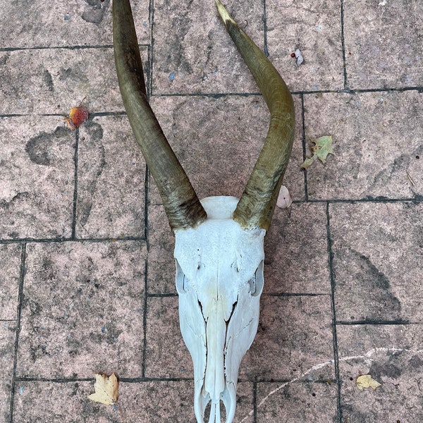 African Antelope - Etsy