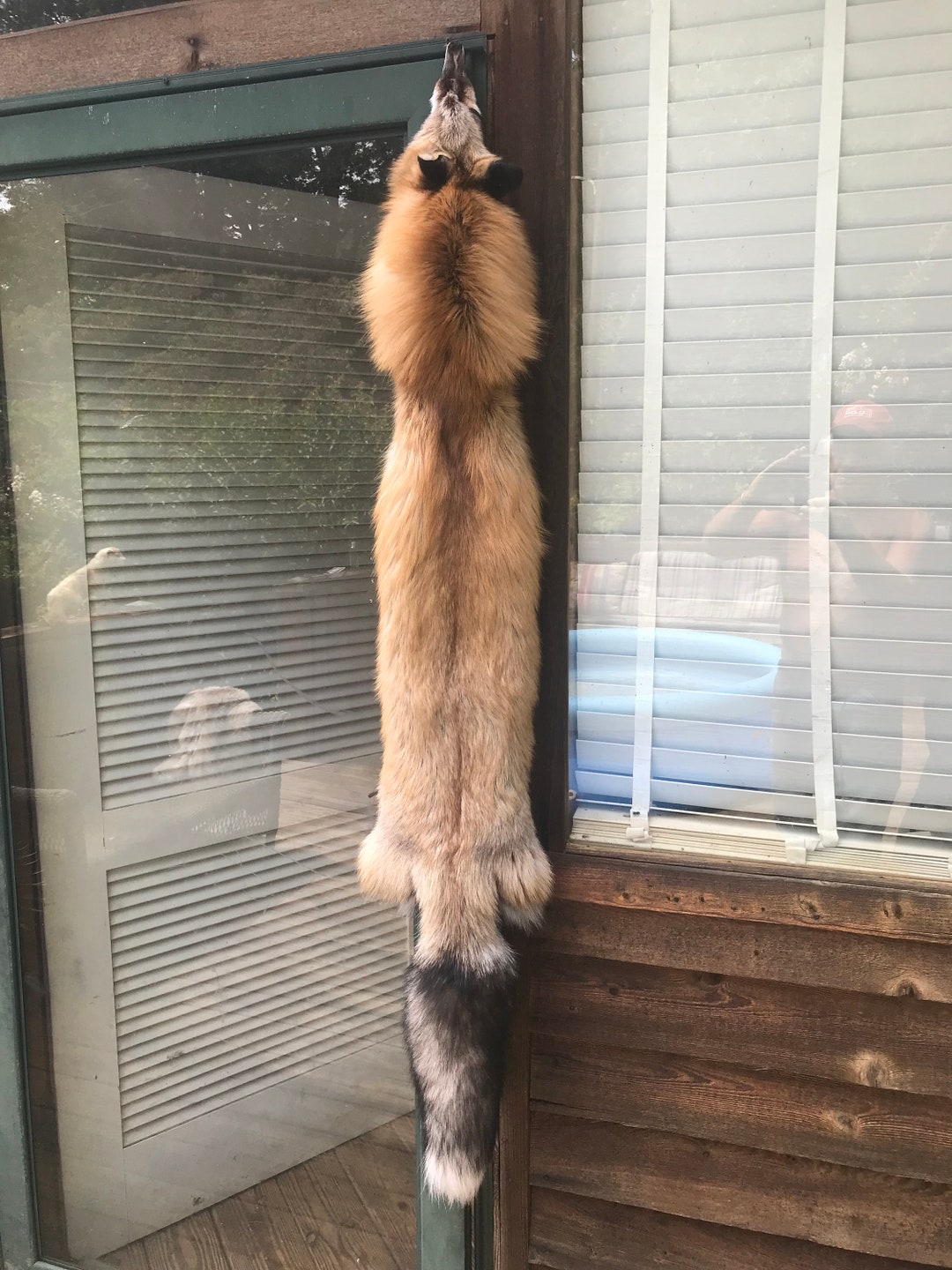 Beautiful Ranch RED FOX Lifesize Skin/fur/hide /log Cabin Hunting Lodge ...