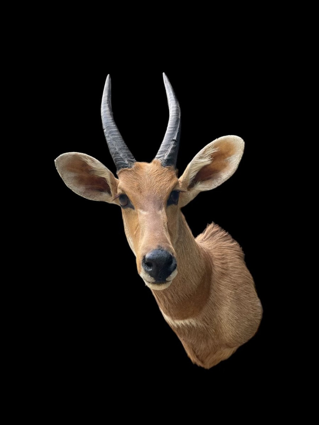 African Trophy BUSHBUCK , Big Horns Africa Safari Hunting Decor ...