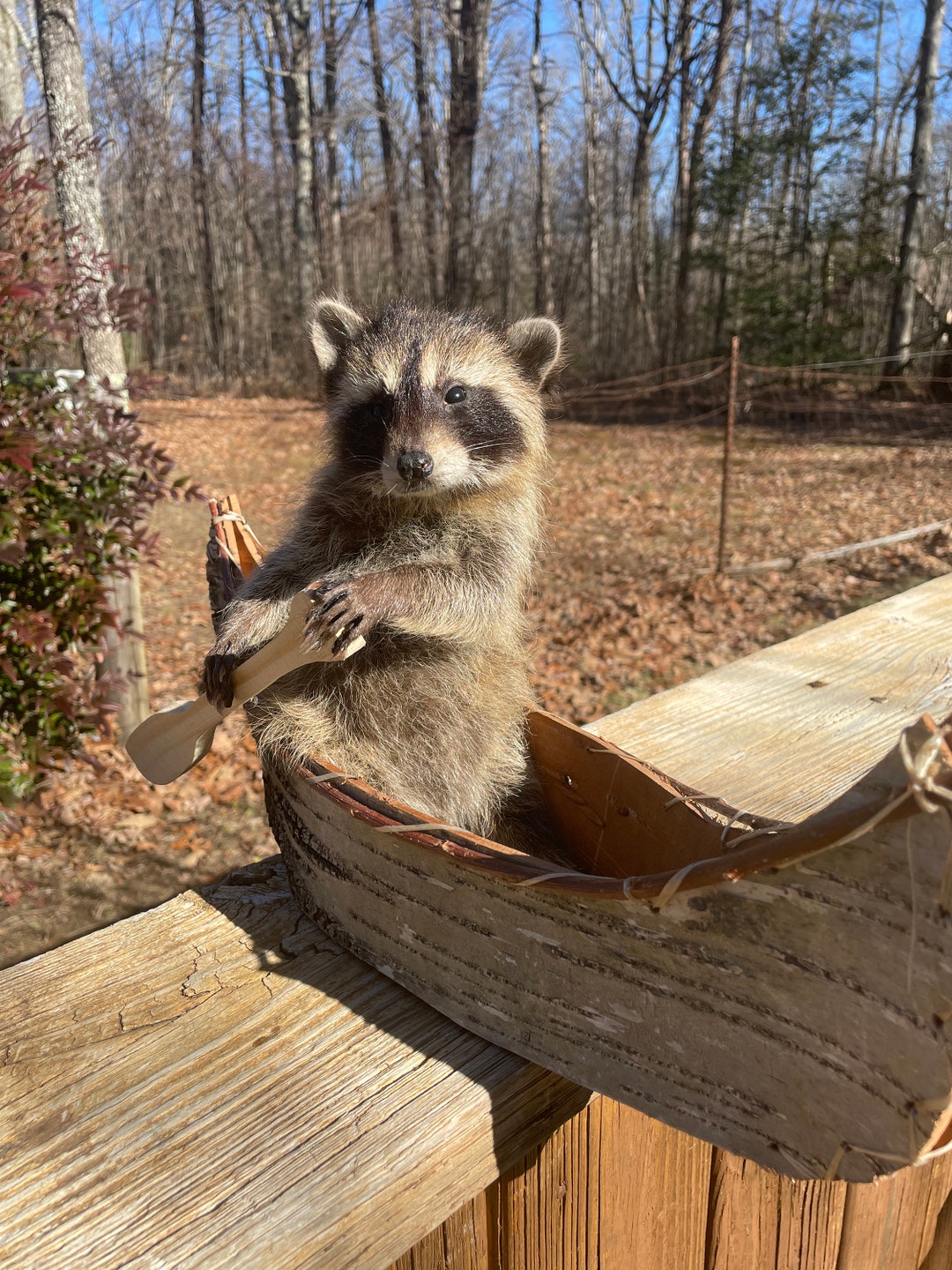 Taxidermy NEW Baby, Coon Or, RACCOON, in Birch Bark CANOE Mount Log ...