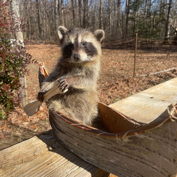 Raccoon in Canoe - Etsy