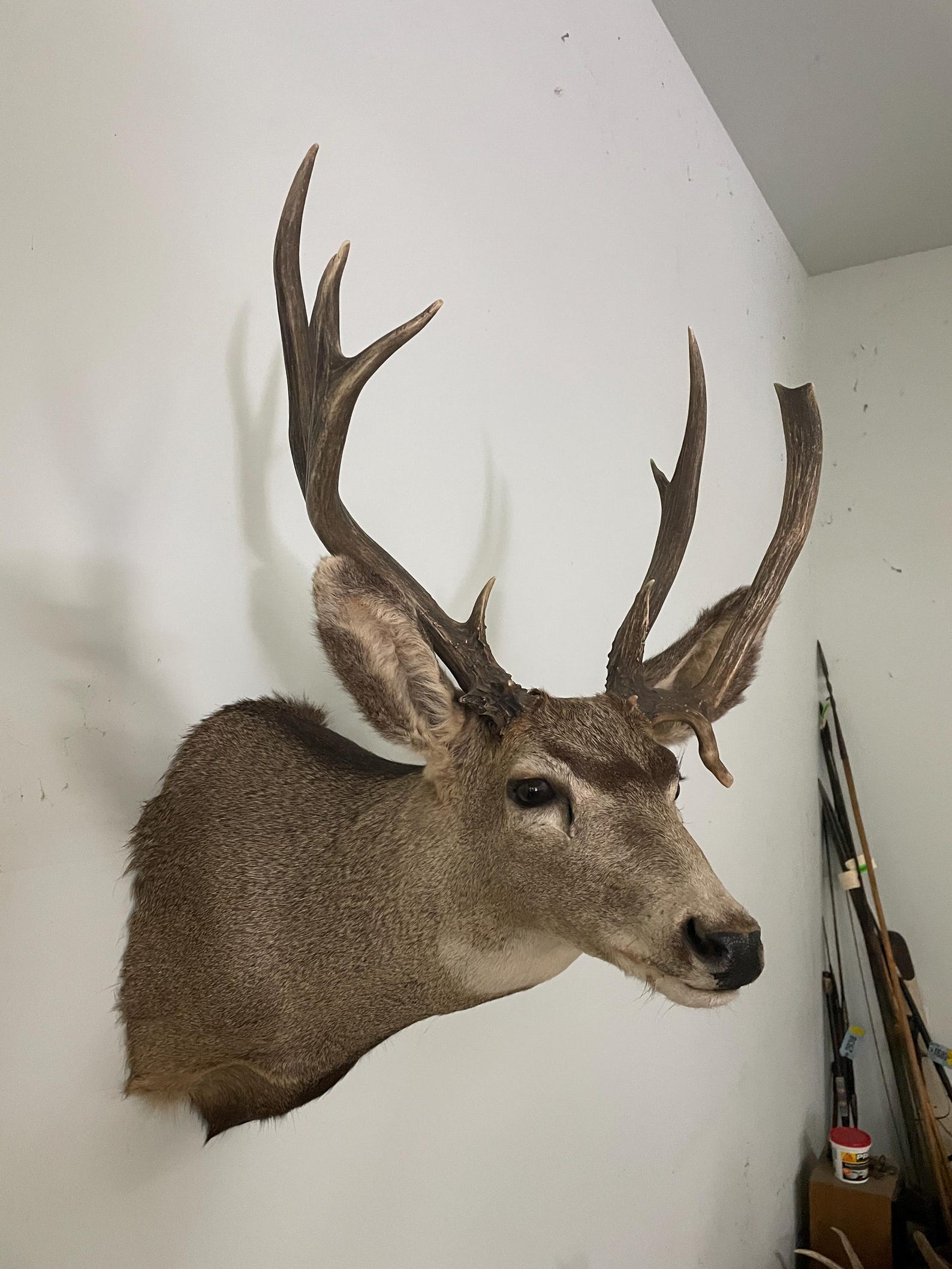 Taxidermy Weird 5 X 5 Double Main Beam MULE DEER ANTLERS /shoulder ...