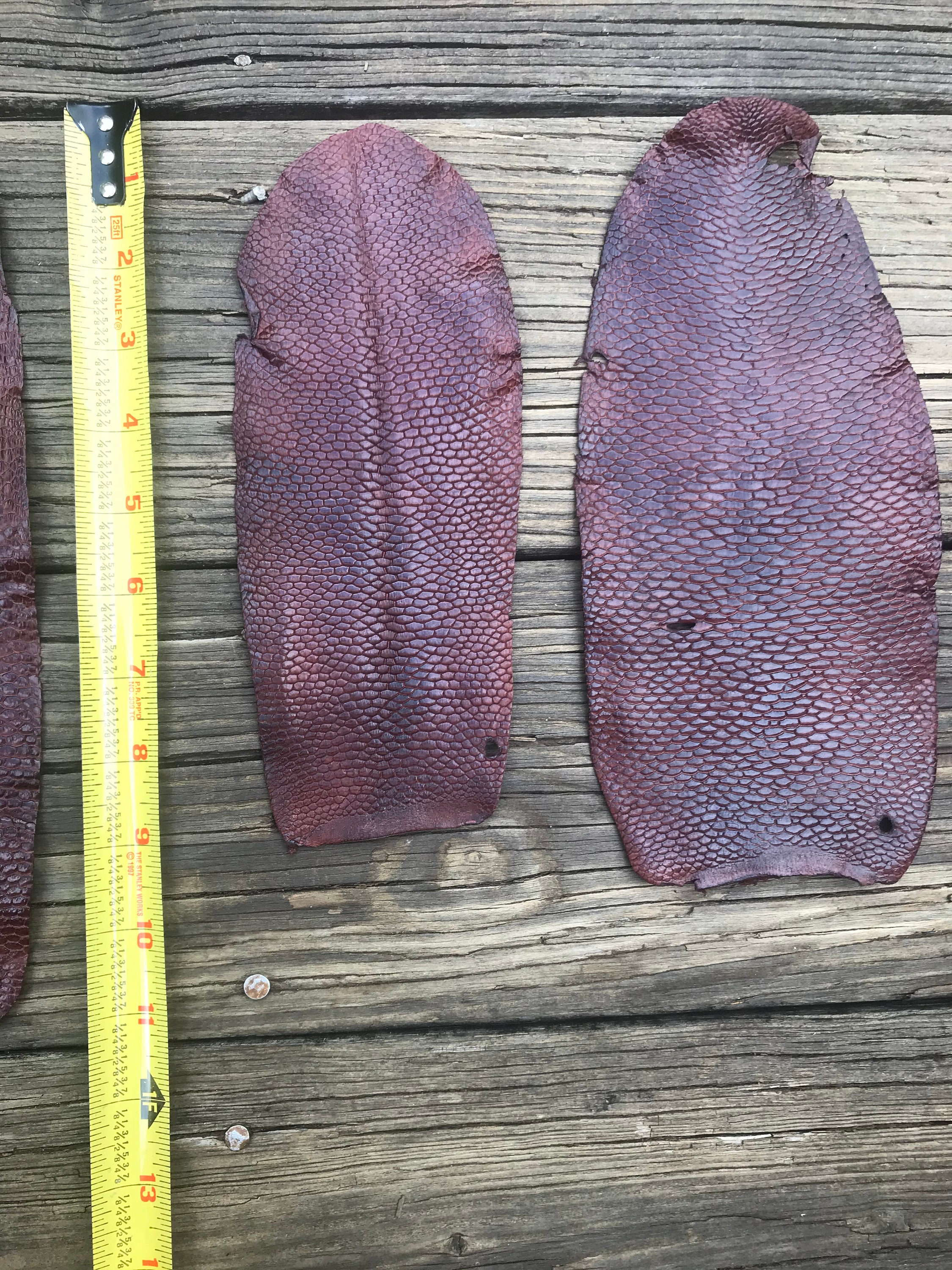 1 Large Beautiful Tanned Beaver Tail/leather/Crafts Dyed | Etsy