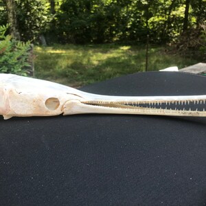 LONGNOSE GAR FISH Skull/teeth Natural Bones/science Weird Education ...