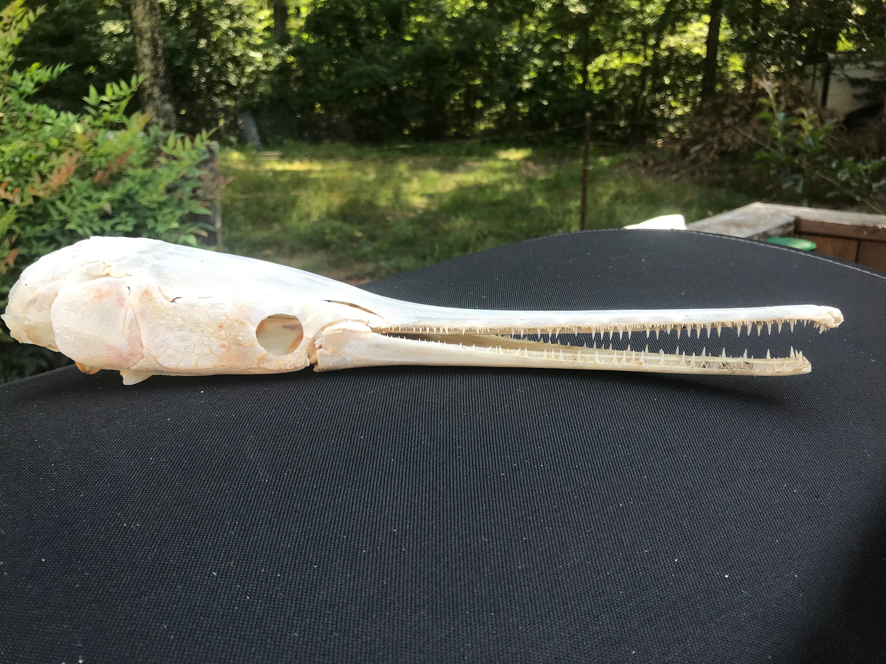 LONGNOSE GAR FISH Skull/teeth Natural Bobes/science Weird | Etsy
