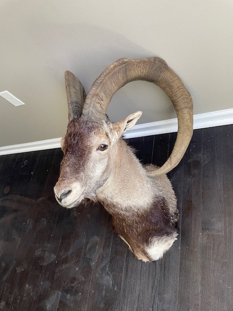 Wunderschönes Gredos-Steinbock-Schulterstück, MONSTER, ungewöhnliche 46 ...