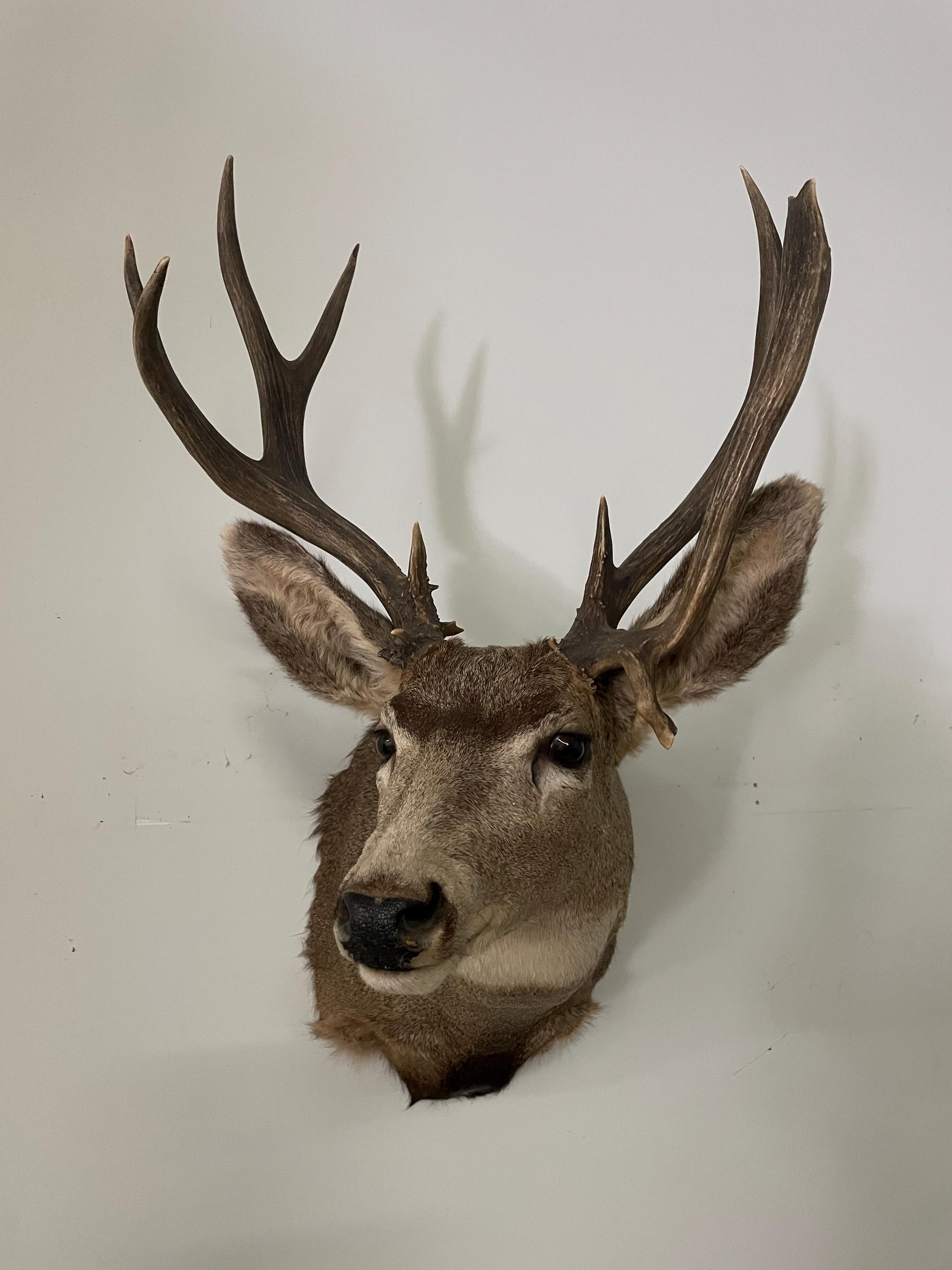 Taxidermy Weird 5 X 5 Double Main Beam MULE DEER ANTLERS /shoulder ...