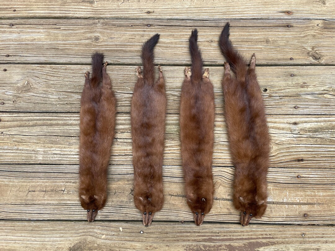 ONE 1 Taxidermy Beautiful Natural Brown Color MINK Skin,/fur/hide/pelt ...