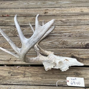 Taxidermy, 11 Point Whitetail DEER With a FREAK - DEFORMED -full Skull ...