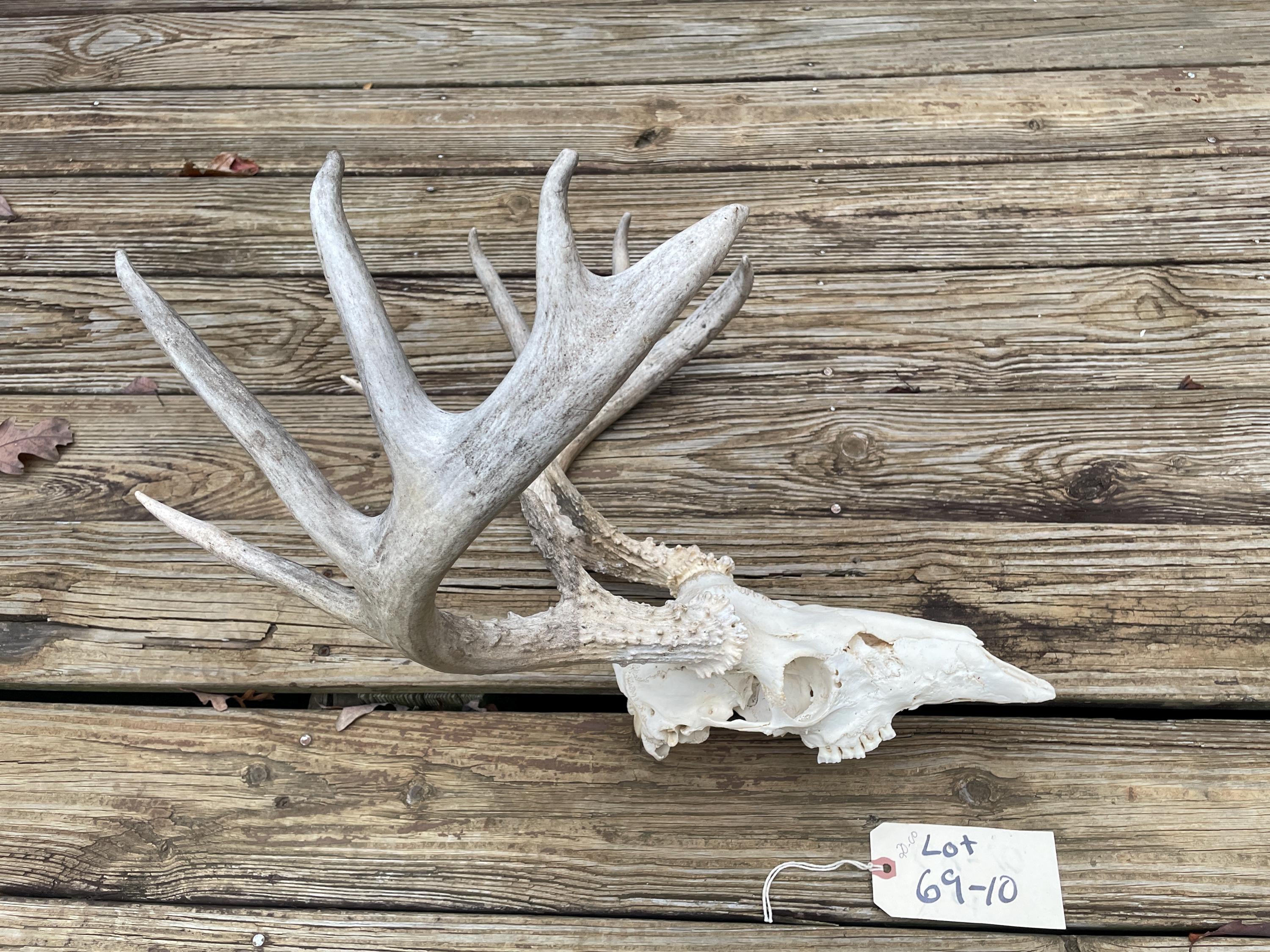 Taxidermy, 11 Point Whitetail DEER With a FREAK - DEFORMED -full Skull ...