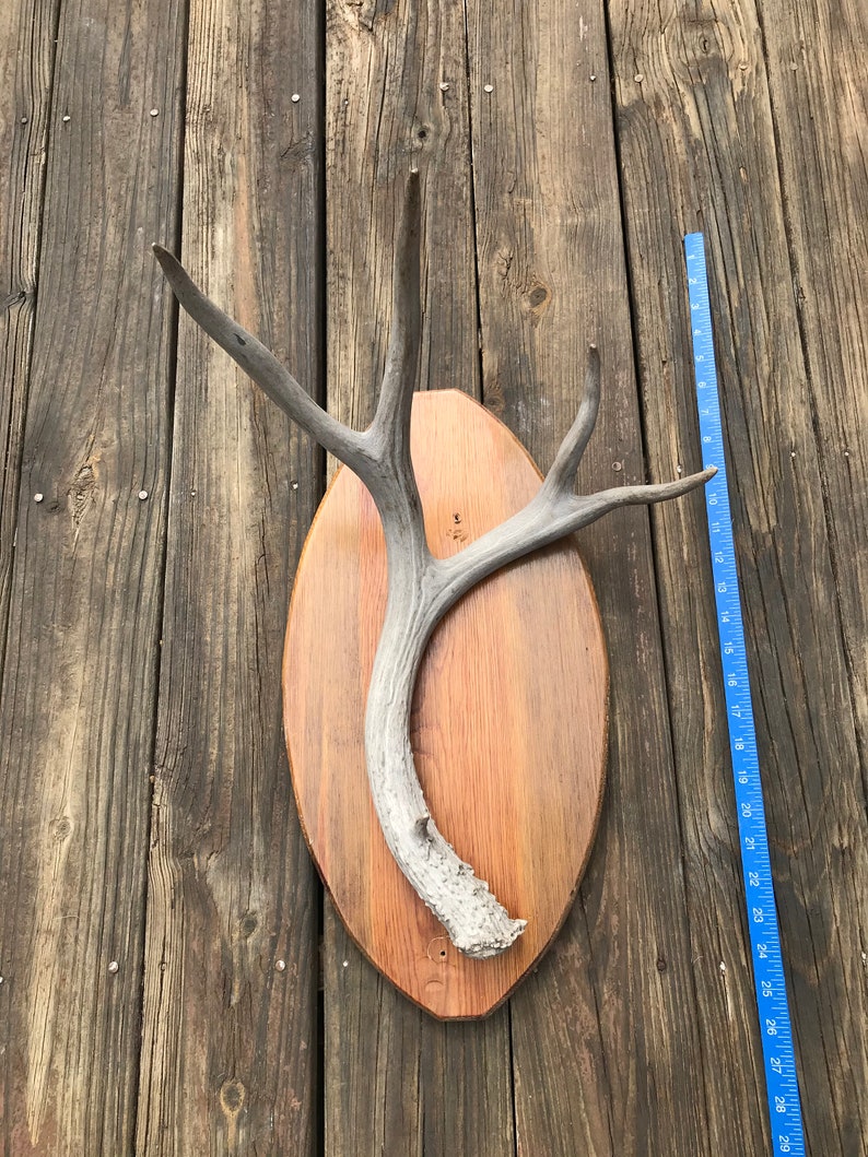 Taxidermy Huge 6 Point MULE DEER ANTLER Wall Hanging Log Cabin Hunting ...