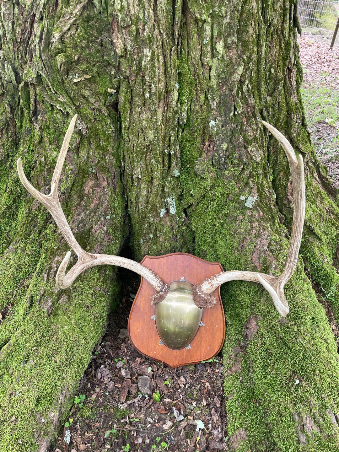 19 Inch, Wide, Utah, MULE DEER 3 X 3 Antlers Taxidermy Log Cabin ...
