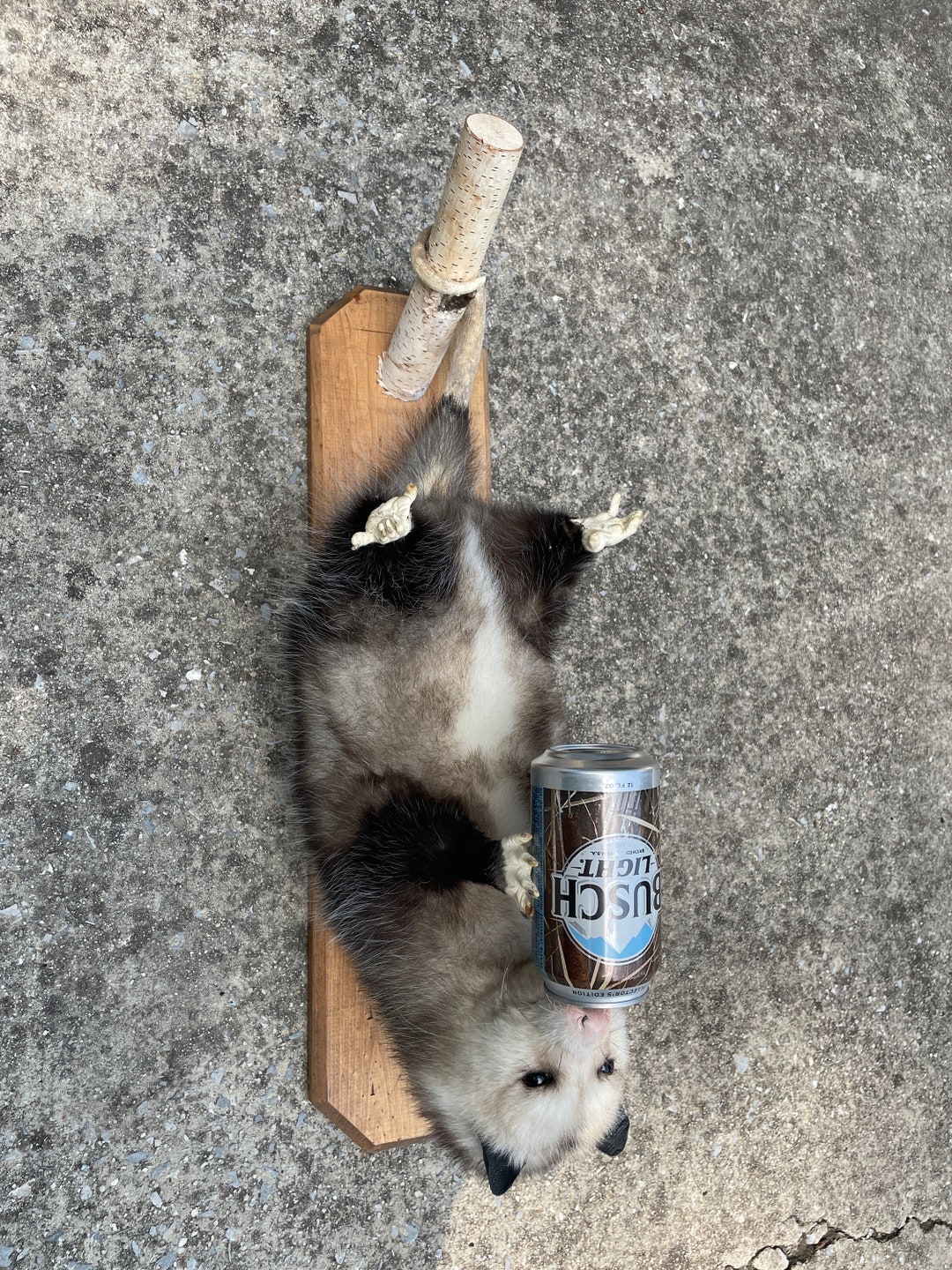 Nice NEW American, Beer Drinking O'possum Lifesize Mount Taxidermy Log ...