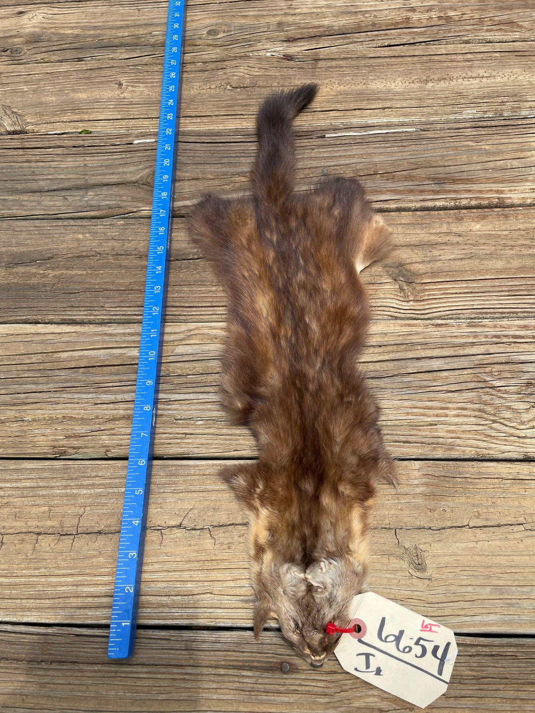 Beautiful Pine MARTEN Fur/skin/hide Log Cabin Hunting Lodge TAXIDERMY Y ...