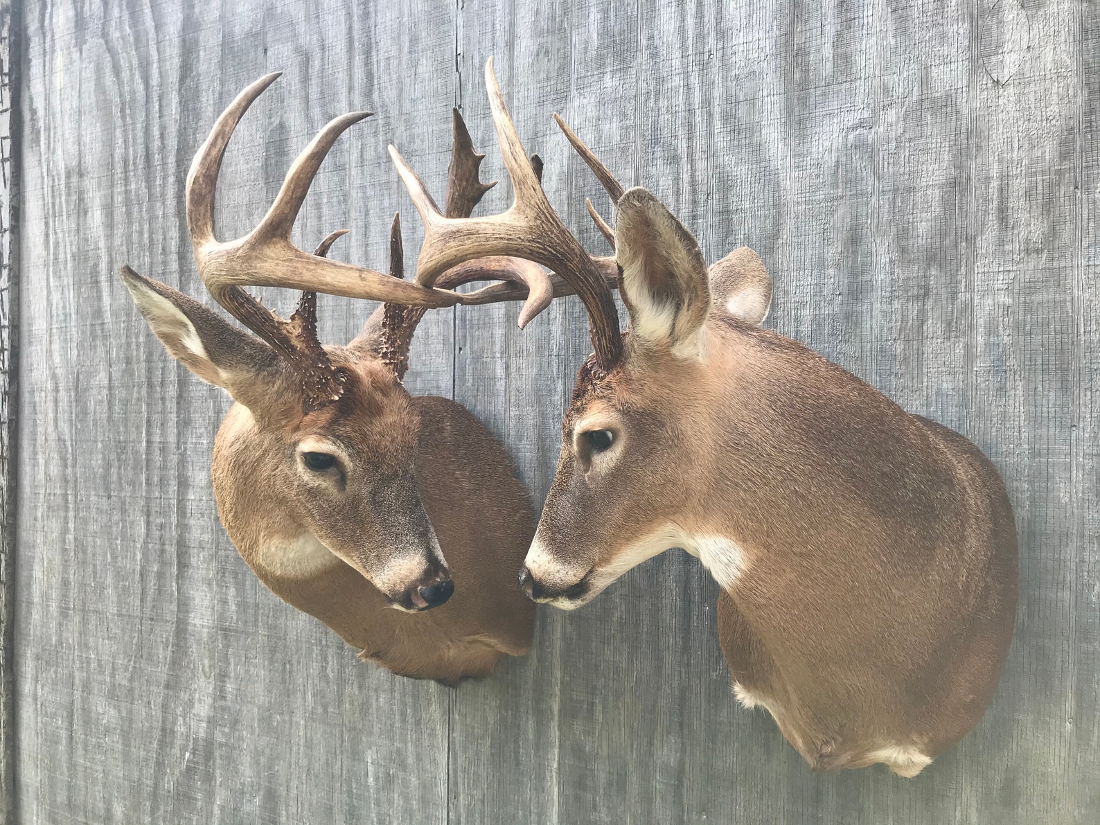 Taxidermy TWO Chunky 8 Point WhiteTail DEER FIGHTING | Etsy