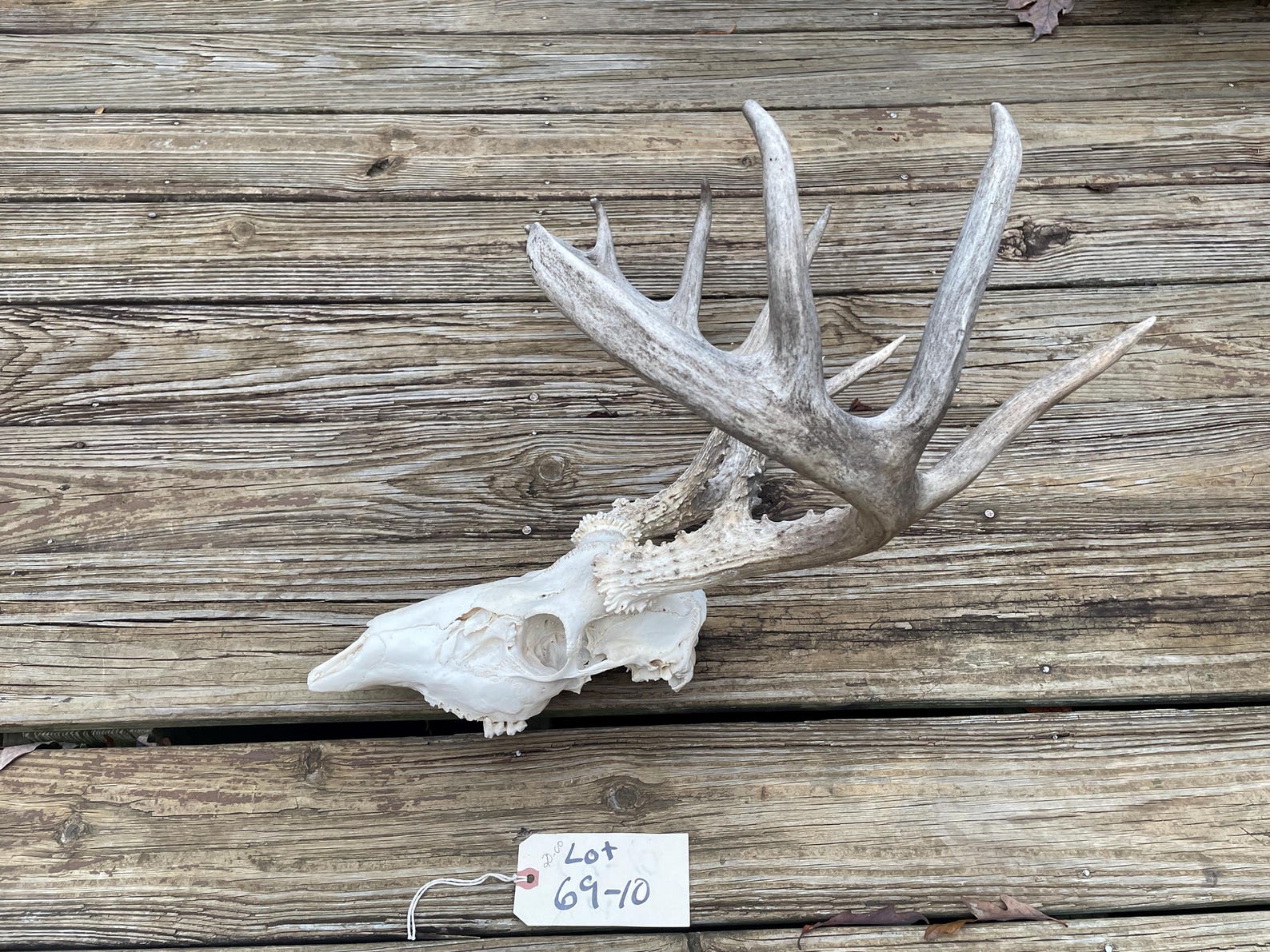 Taxidermy, 11 Point Whitetail DEER With a FREAK - DEFORMED -full Skull ...