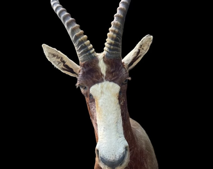Awesome Blesbok Shoulder Mount Big HORNS Taxidermy African SAFARI ...