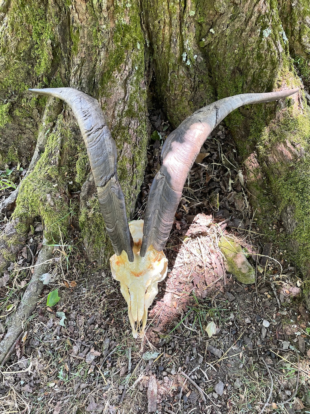 Bezoar or Persia Ibex /cross Breed Full Skull BIG Horns - Etsy