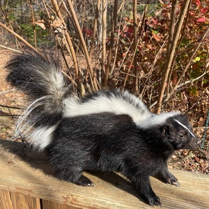 New, Taxidermy Very, NICE, Free-standing Lifesize STRIPPED SKUNK Mount ...