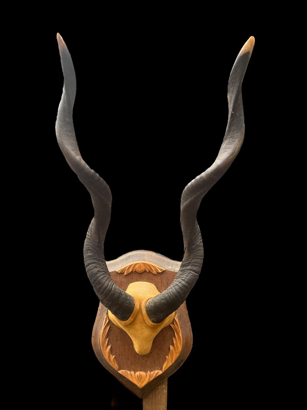 A Beautiful Set of African Lesser Kudu Record Book, Horns 27" Long ...