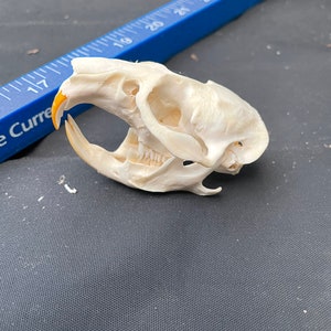 Nice Large American Muskrat Skull Taxidermy Log Cabin Hunting Lodge ...