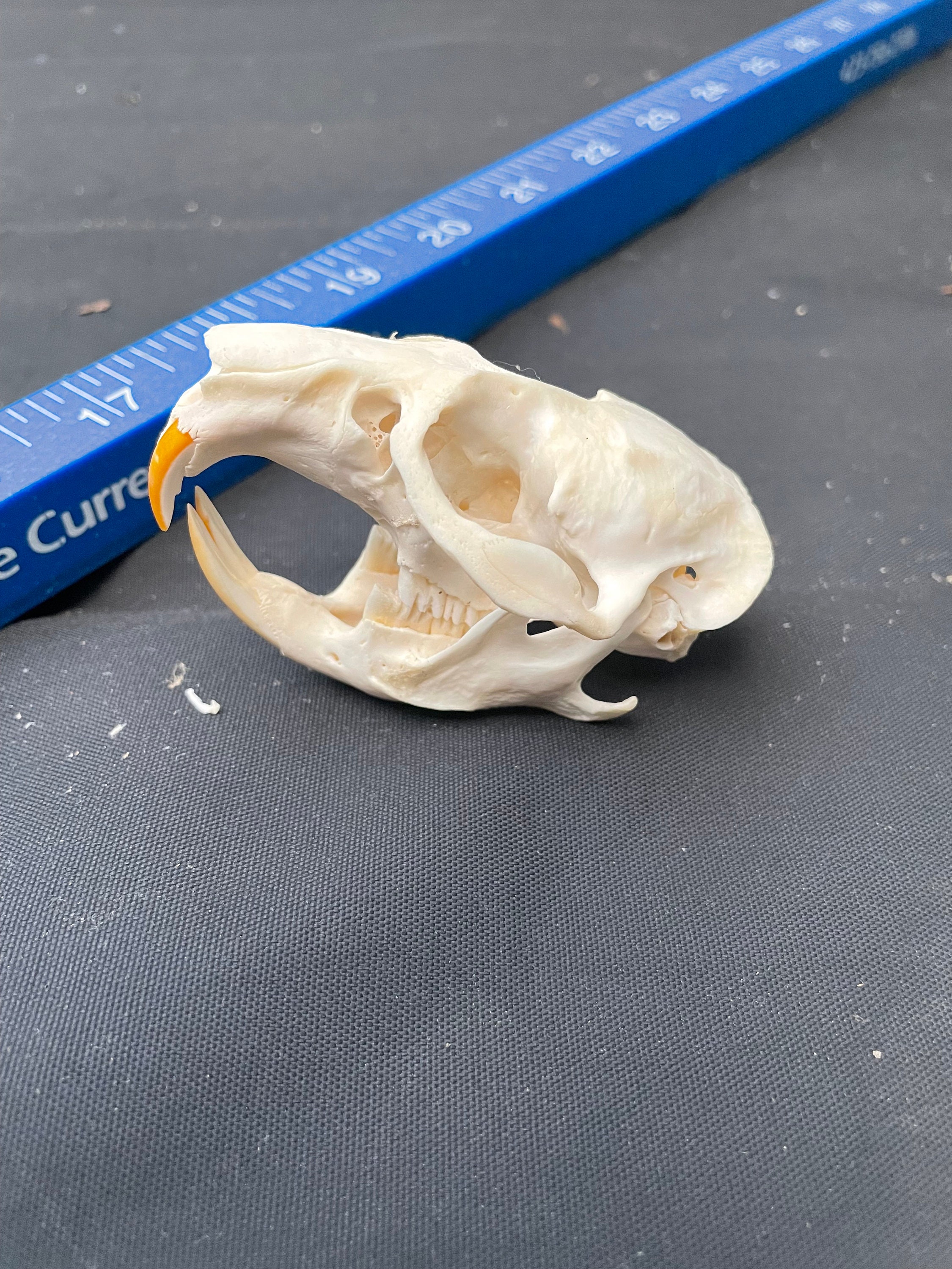 Nice Large American Muskrat Skull Taxidermy Log Cabin Hunting Lodge ...