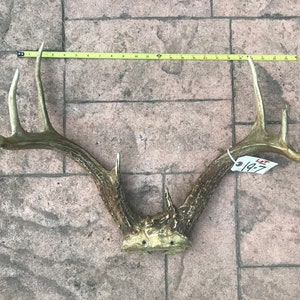 Big, 4 X 4 Whitetail Deer Antlers-with a Unicorn Antler Lodge Taxidermy ...