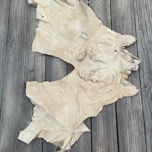 Taxidermy Tanned African WART Hog/warthog Cape, for a Shoulder Mount ...