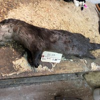River Otter Pelt, Tanned - Etsy