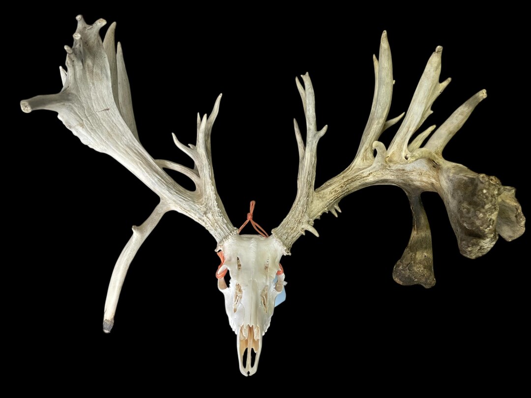 34 Point - GAINT - Nontypical Whitetail Deer Antlers-skull Big Drop ...