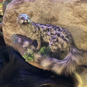 Rare, Beautiful Little Small Spotted GENET Full Body Mount AFRICA ...