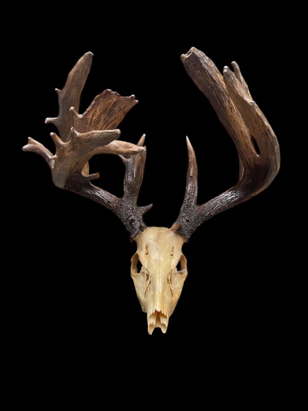 Monster 25 Point - Nontypical Whitetail Deer Antlers-skull Big Heavy ...