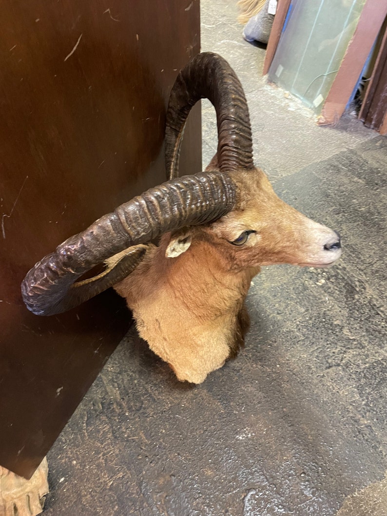 Taxidermy RARE RED SHEEP Skull Nice Huge Horns = Hybrid Armenian ...