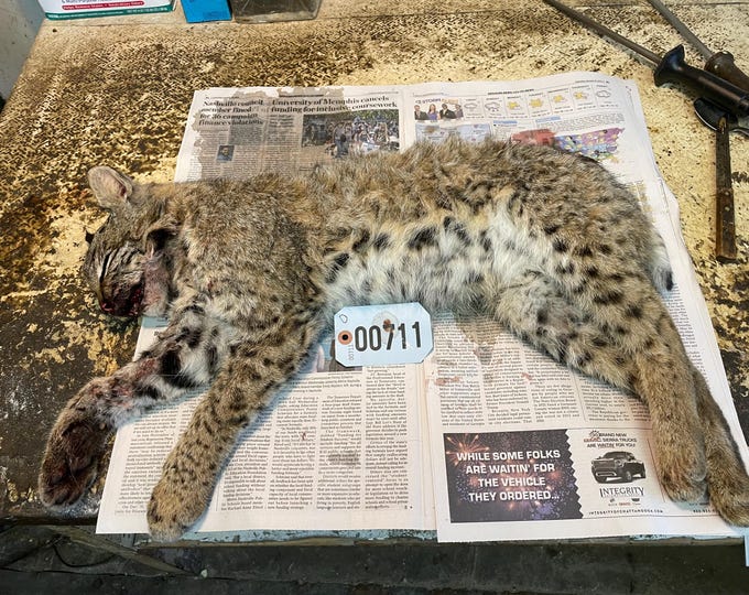Very Nice, Bobcat Skin, Wet Tanned for a Full Life-size Mount Beautiful ...