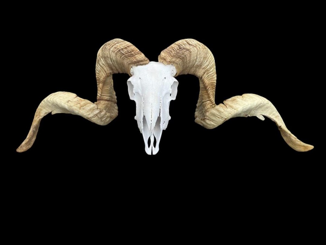 HUGE MERINO SHEEP - Full Skull, With Monster 40-inch Horns Taxidermy ...
