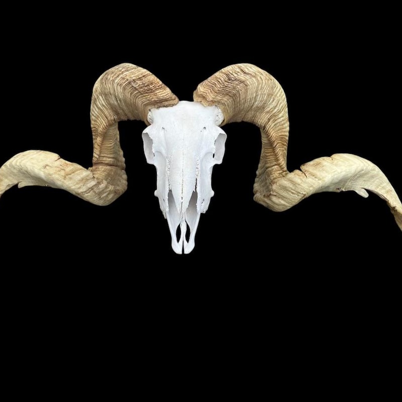 Sheep Skull - Etsy