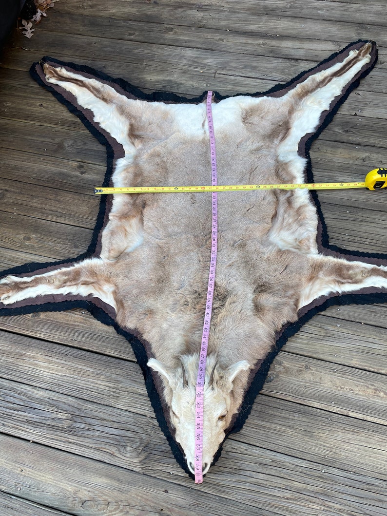 Rare Taxidermy BIGHORN SHEEP Ewe Double Felted Rug Complete - Etsy